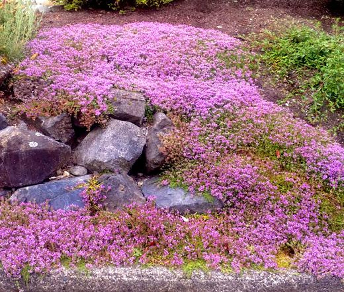 Creeping Thyme Dwarf Thymus Serpyllum 2,500 Bulk Seeds - Etsy