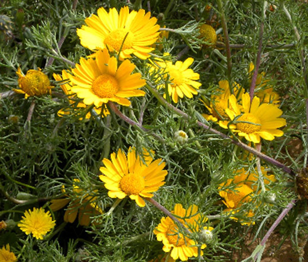 Palm Springs Daisy Cladanthus Arabicus 500 Seeds - Etsy