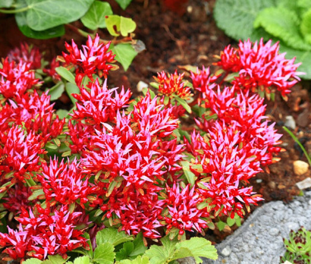 Sedum Summer Glory Stonecrop Sedum Spurium 500 Seeds - Etsy