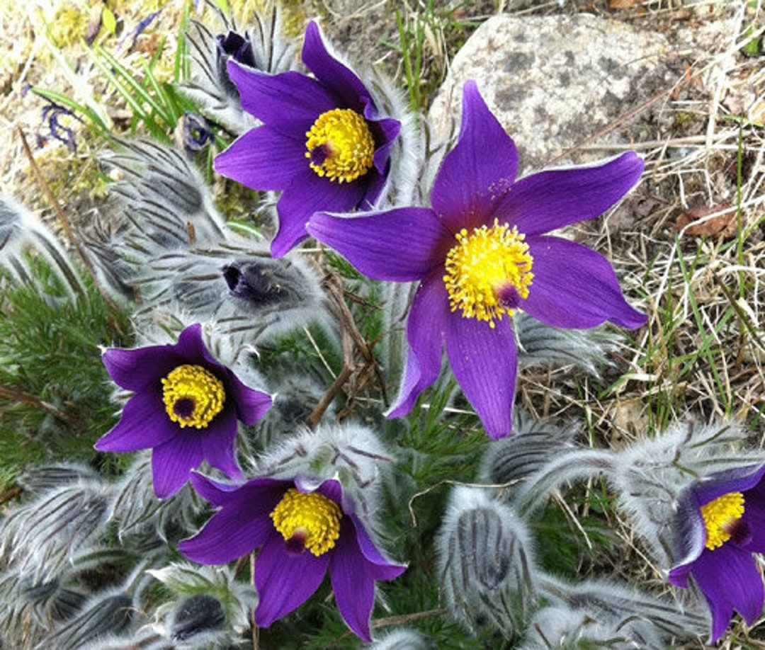 Pasque Flower Violet Pulsatilla Vulgaris 100 Seeds Etsy