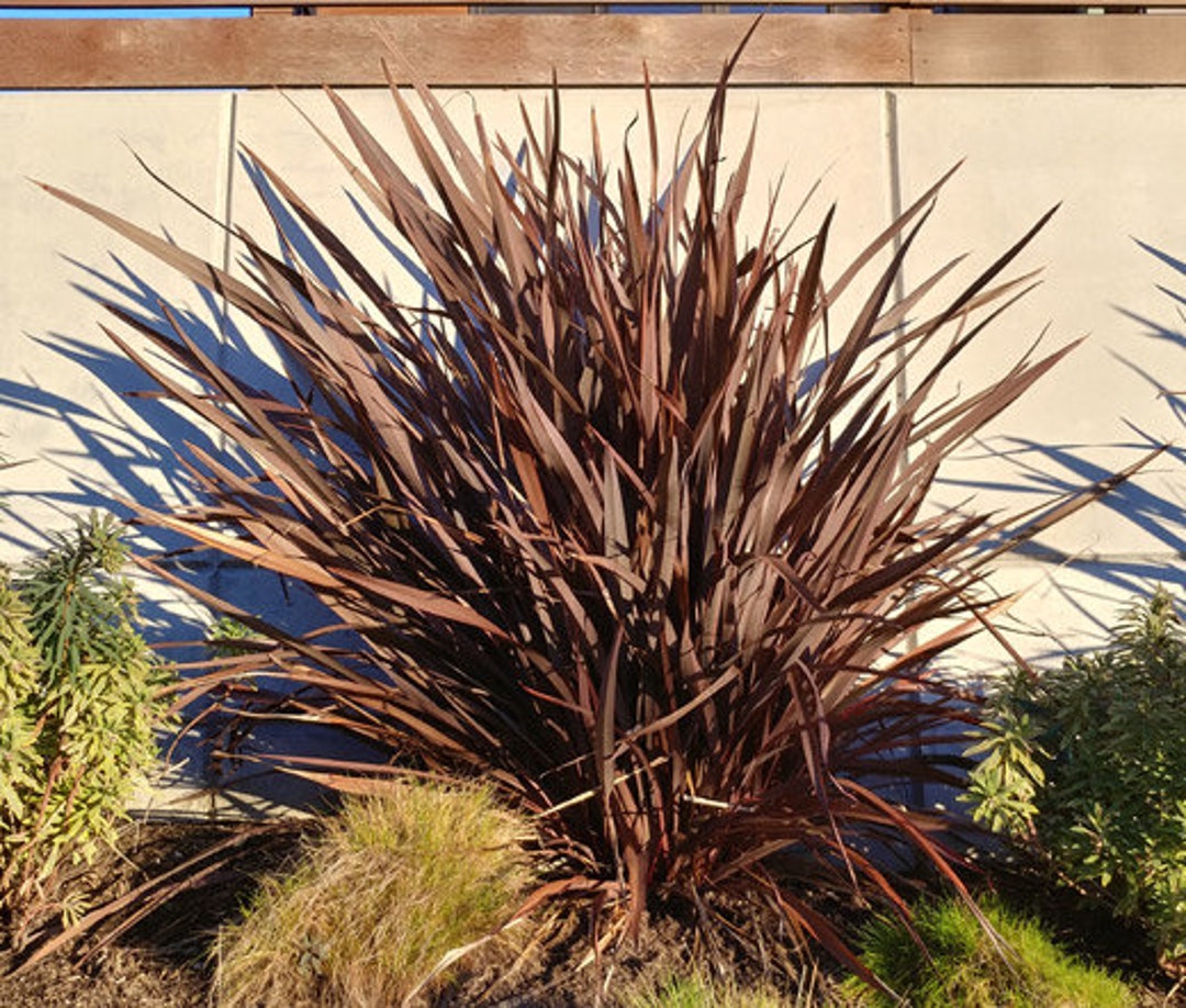 New Zealand Flax Purple Phormium Tenax Purpureum 10 Seeds - Etsy