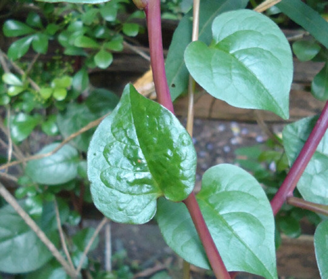 Malabar Spinach Red Stem Basella Rubra 100 Seeds - Etsy