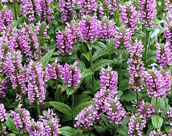 Pink Candy Catmint nepeta Nervosa Pink Cat 20 Seeds - Etsy