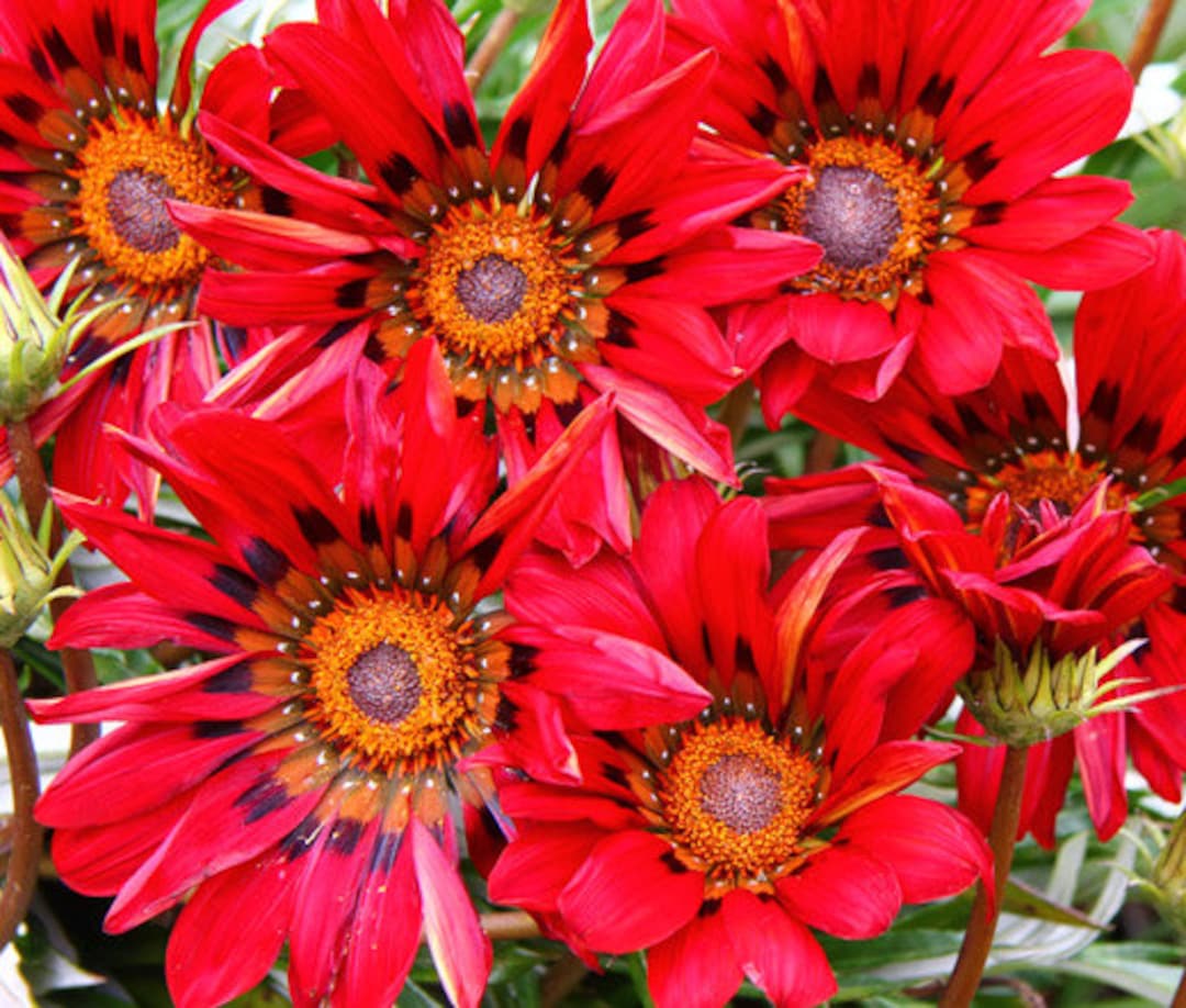Gazania Red Shades Gazania Rigens 100 Seeds - Etsy