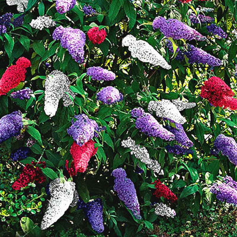 Butterfly Bush - Etsy