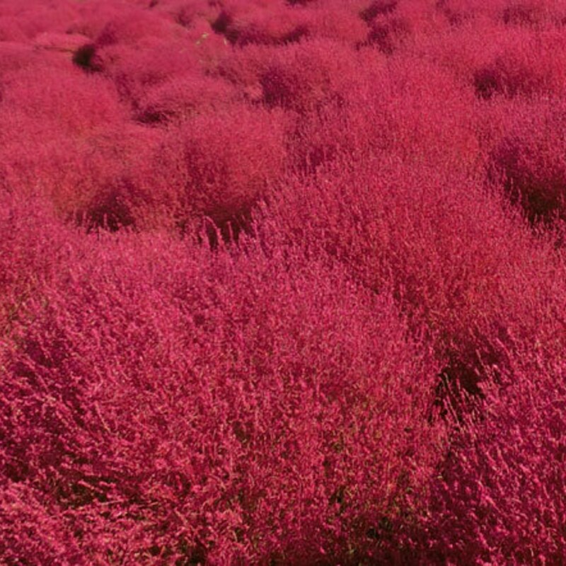 Kochia Scoparia - Etsy