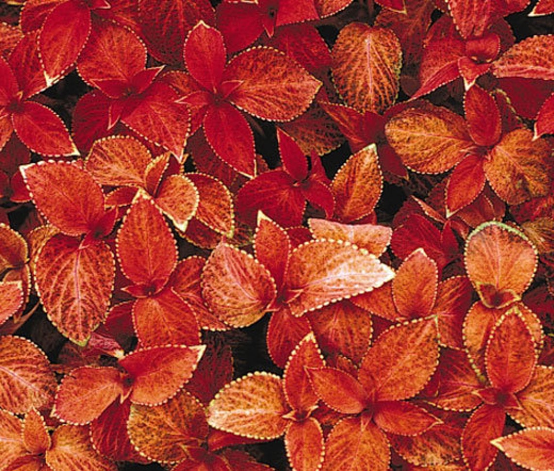 Coleus Wizard Sunset Solenostemon Scutellarioides 20 Seeds - Etsy