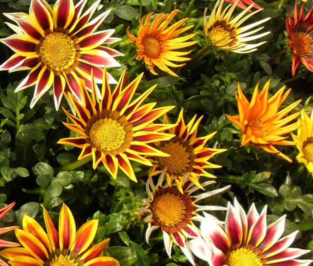 Gazania Logro Striped Mix Gazania Rigens 100 Seeds - Etsy