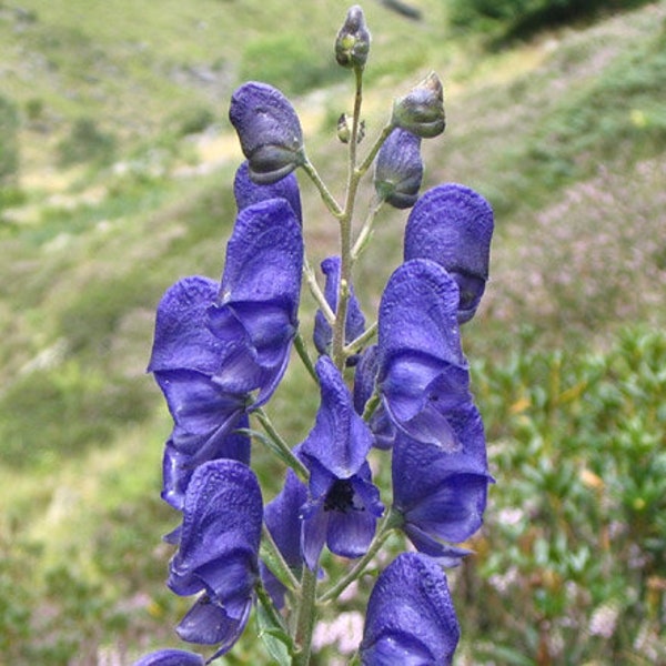 Balloon Flower Rose Platycodon Grandiflorus 500 Seeds - Etsy