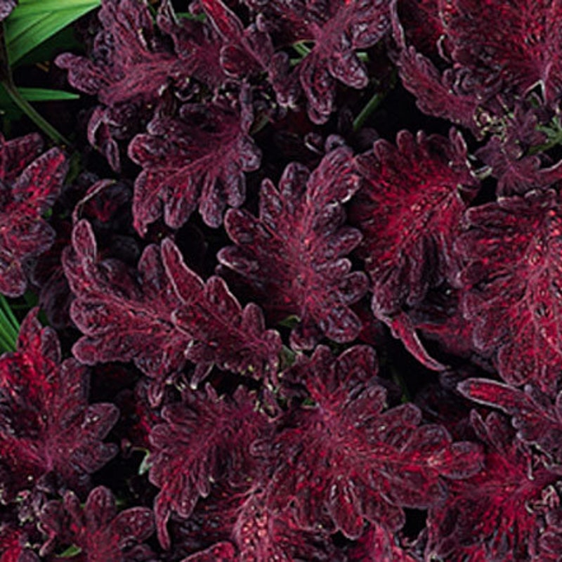 Black Purple Coelius - Etsy