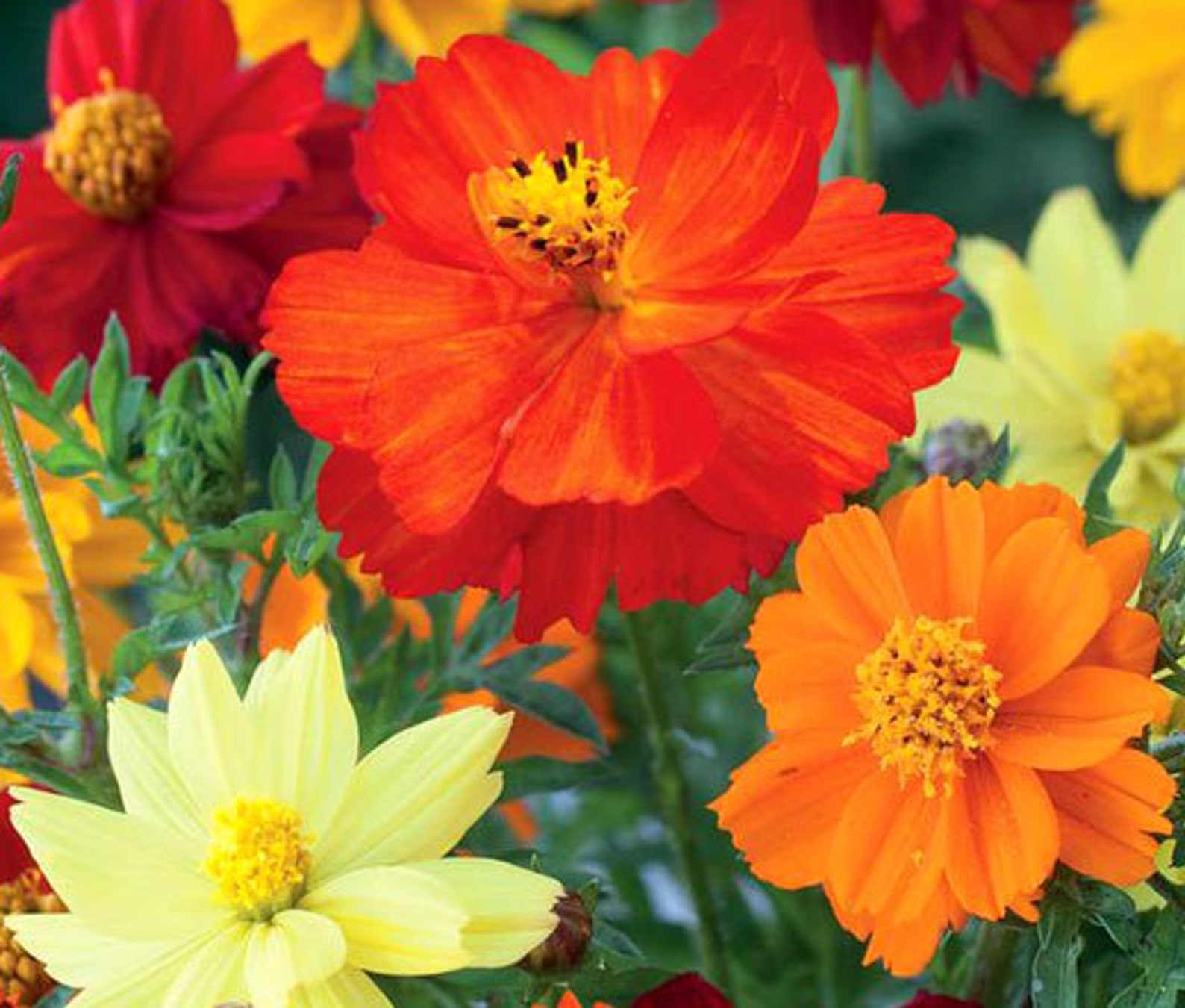 Cosmos Sulphur Mix Cosmos Sulphureus 1,250 Seeds - Etsy