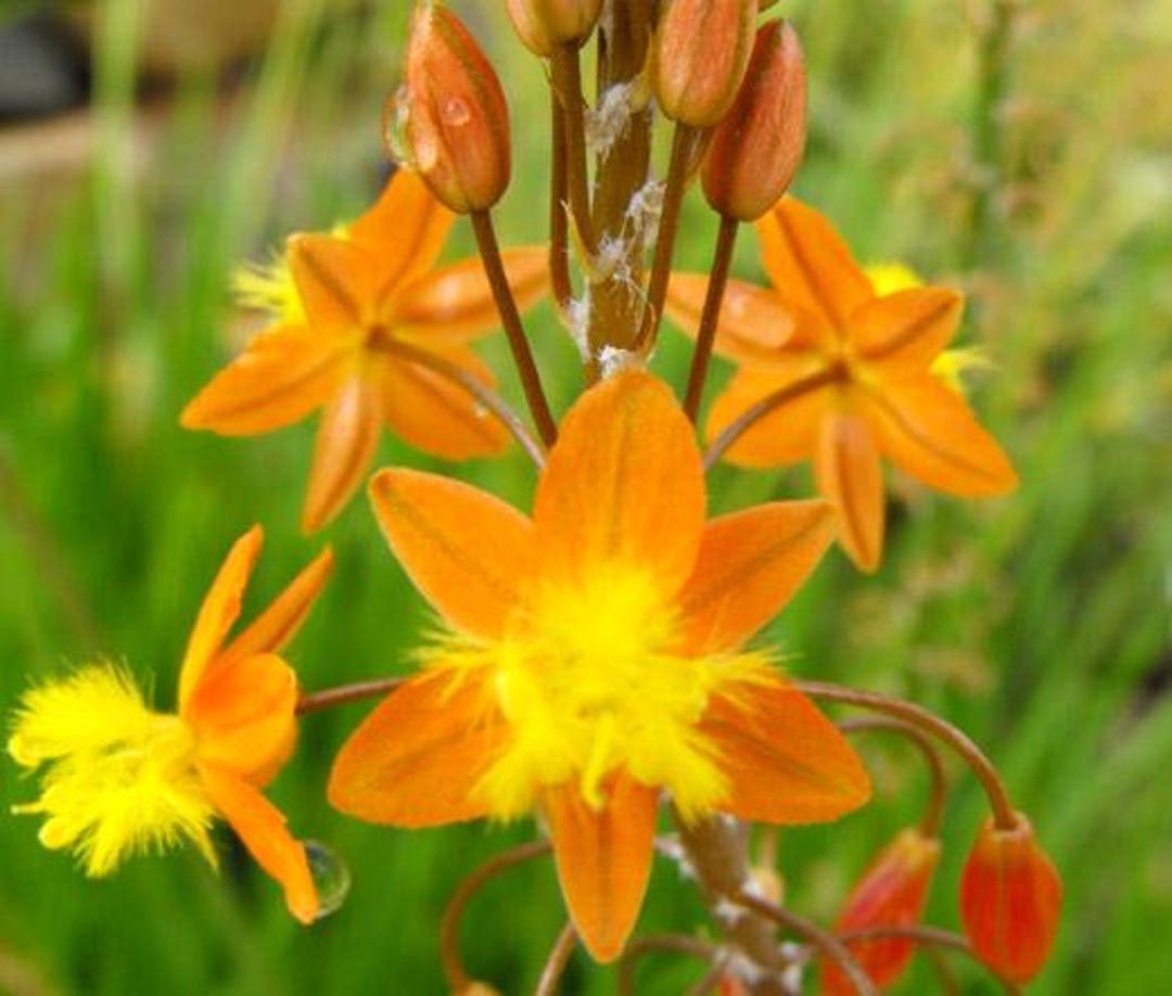 Bulbine Stalked Avera Sunset Orange Bulbine Frutescens 100 Seeds - Etsy