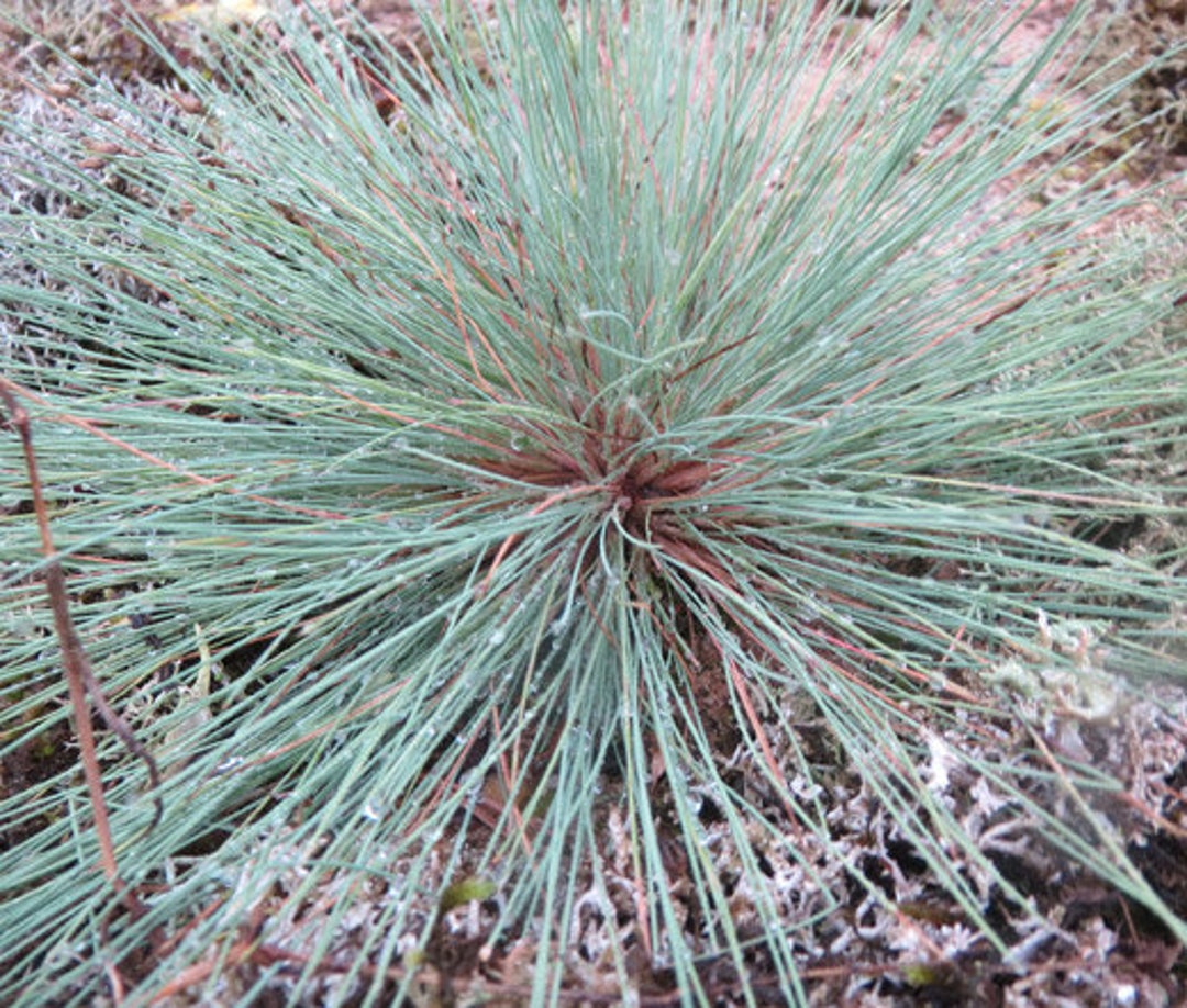 Grey Hair Grass Spiky Blue Corynephorus Canescens 50 Seeds - Etsy
