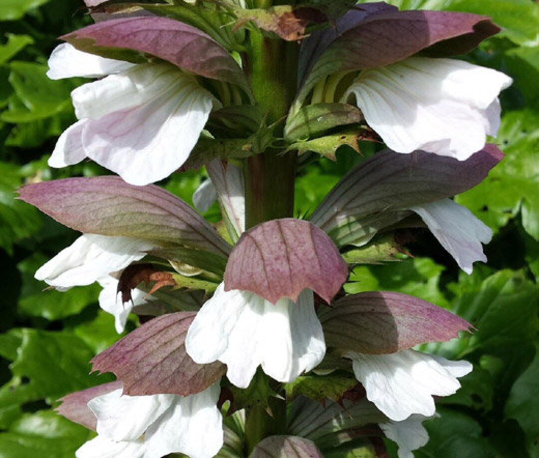 Bear's Breeches Acanthus Mollis 25 Seeds - Etsy