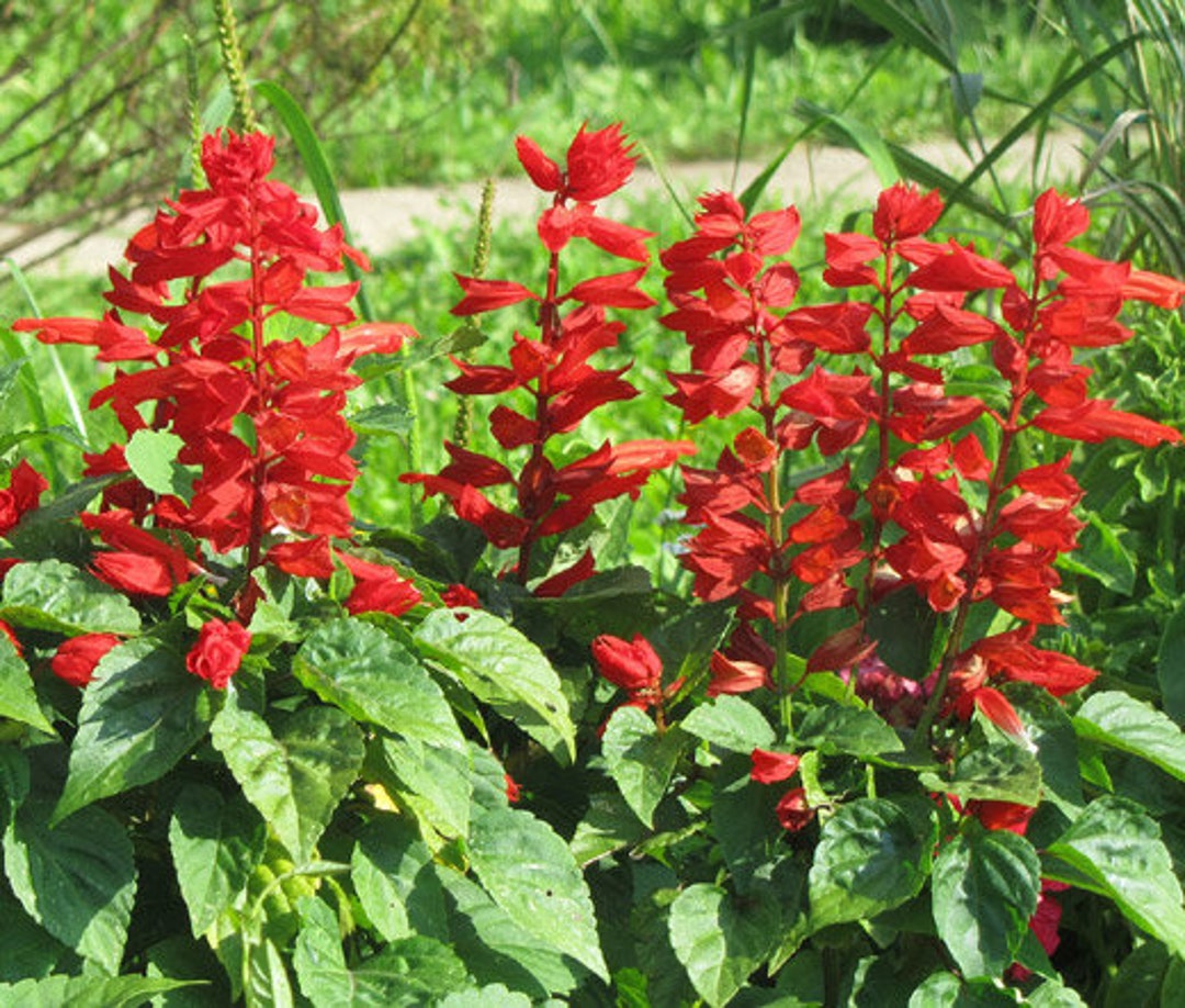 Sage Scarlet Salvia Coccinea 2,500 Seeds - Etsy