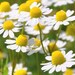 English Daisy Rose Bellis Perennis Super Enorma 500 Seeds - Etsy