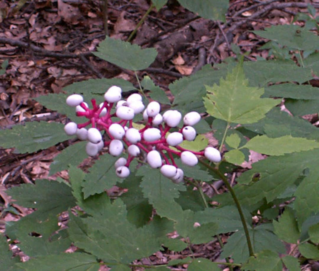 Baneberry White Actaea Pachypoda Alba 50 Seeds - Etsy