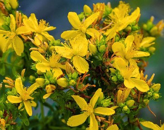 Seeds for Planting, Hypericum Pyramidatum Seeds, Great St John's Wort ...