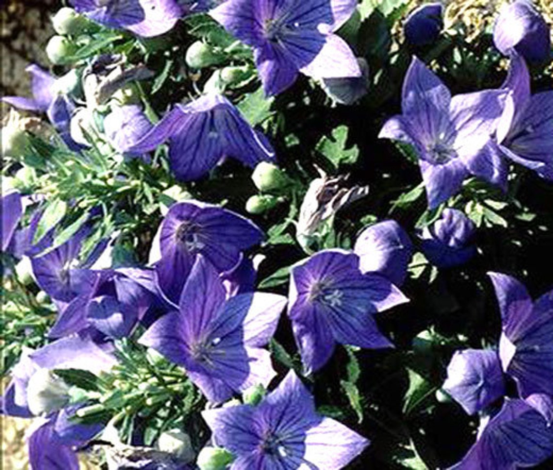 Balloon Flower White Platycodon Grandiflorus 500 Seeds - Etsy