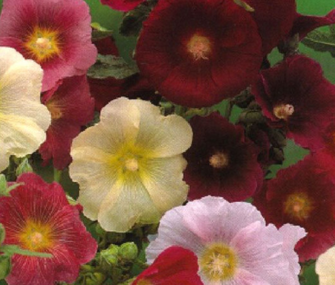 Hollyhock Indian Spring Single Mix Alcea Rosea 100 Seeds - Etsy