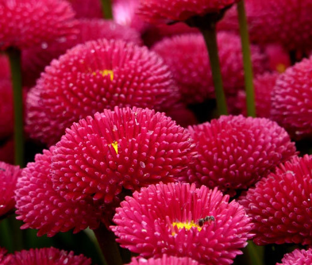 English Daisy Red Bellis Perennis Super Enorma 500 Seeds - Etsy