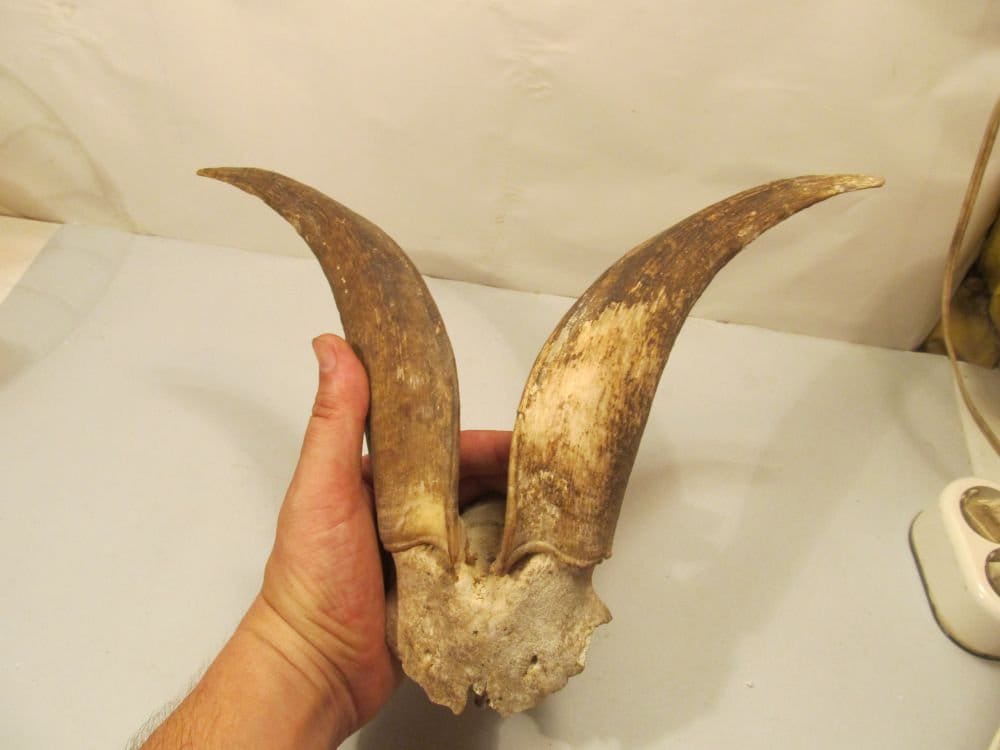 Cuernos de cabra reales cuernos de pavo natural cuernos de - Etsy México