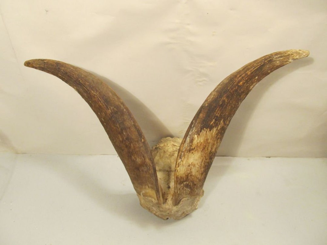 Real Goat Horns, Natural Buck Horns, Billy Horns, Man Cave Decor, Goat ...