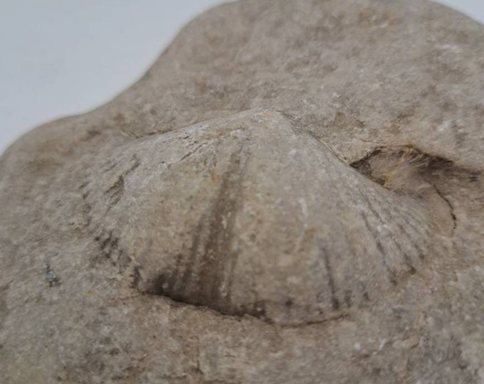Lake Erie Brachiopod Fossil. Seashell Fossil in Limestone. Beginner ...