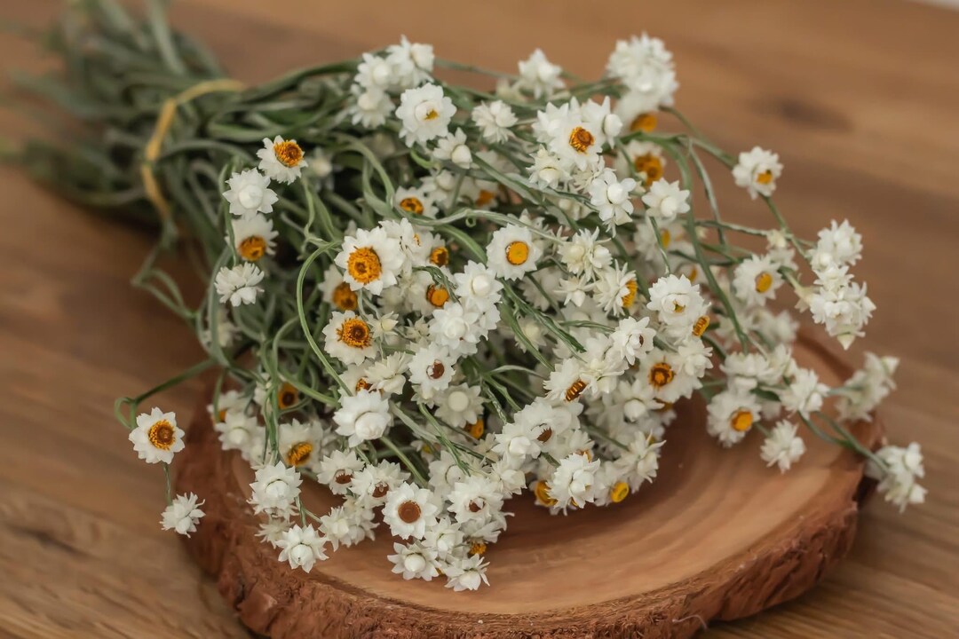 Dried Winged Everlasting Ammobium Alatum. Dried Mini Daisy Heads. Dried ...