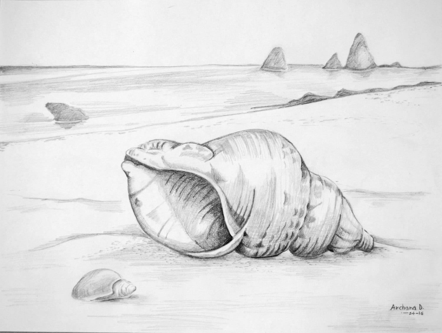 Seashells Pencil Sketch on the Paper - Etsy