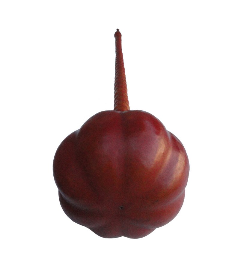 Chinese Natural Long Stick Gourd Fengshui Display Cs1115e - Etsy