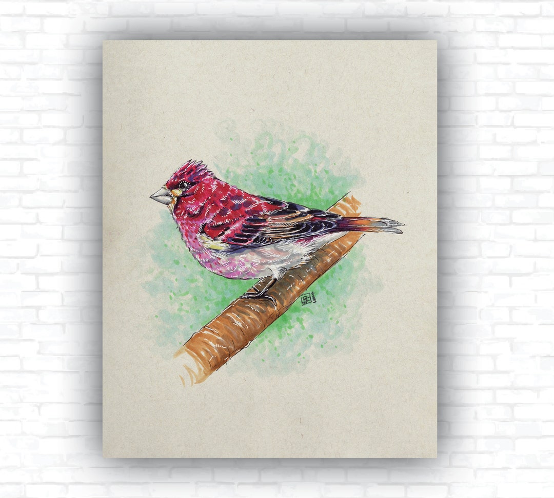 Vintage Purple Finch Bird Art Print - Hand-drawn Artwork - Vintage Bird ...