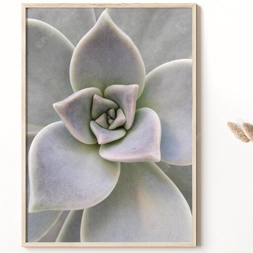 Pink Succulent Print Digital Download Photography - Etsy
