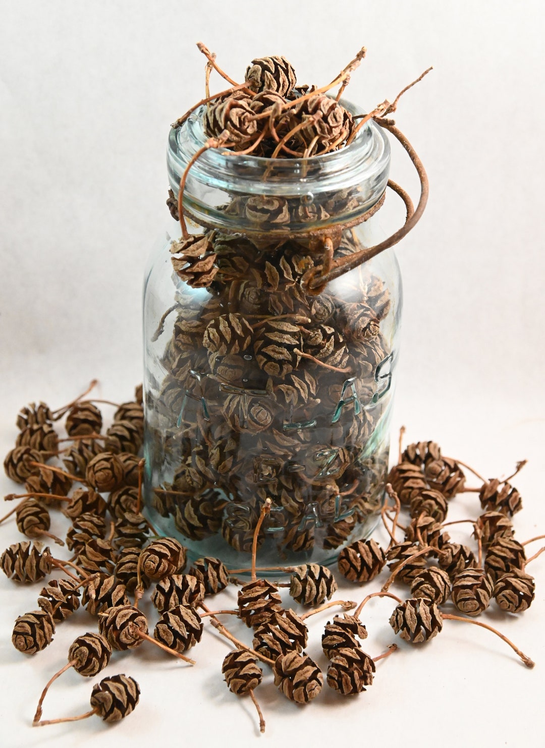 Rare and Tiny Dawn Redwood Cones- Perfect for Weddings, Wreaths, Crafts ...
