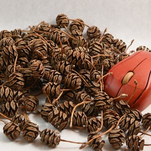 Rare and Tiny Dawn Redwood Cones- Perfect for Weddings, Wreaths, Crafts ...