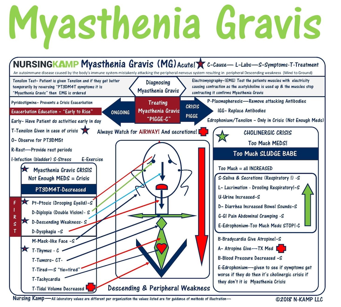 Myasthenia Gravis Nursing Study Sheets for Nursing School and - Etsy