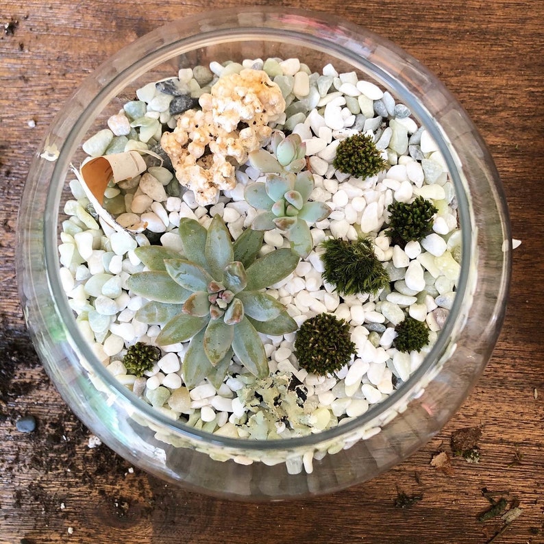 Horticultural Charcoal Soil Purifier and Aerator Terrarium | Etsy