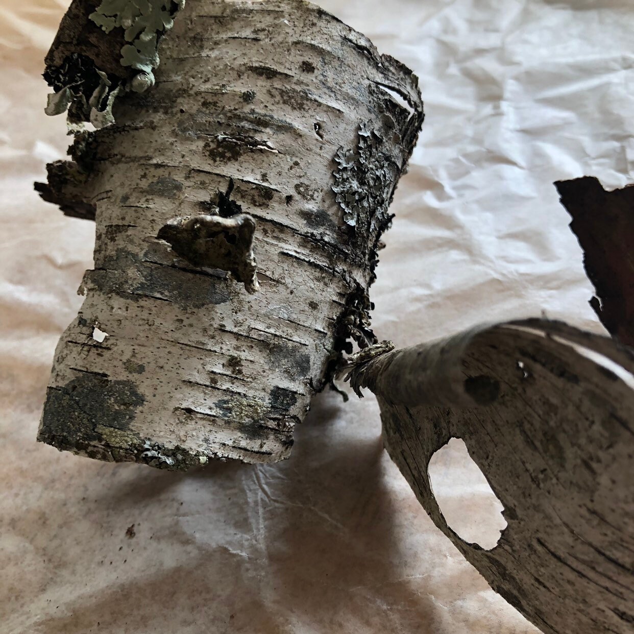 Birch Bark Pieces & Chunks from Maine for Terrarium Decor | Etsy