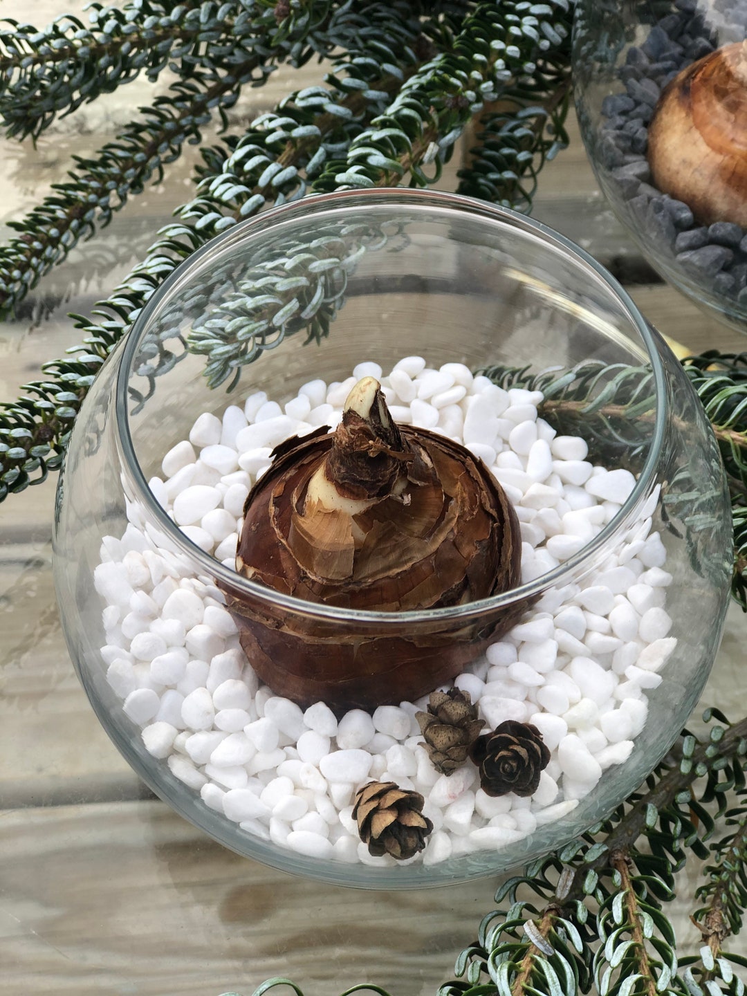 Paperwhites DIY Kit for Holidays - Etsy