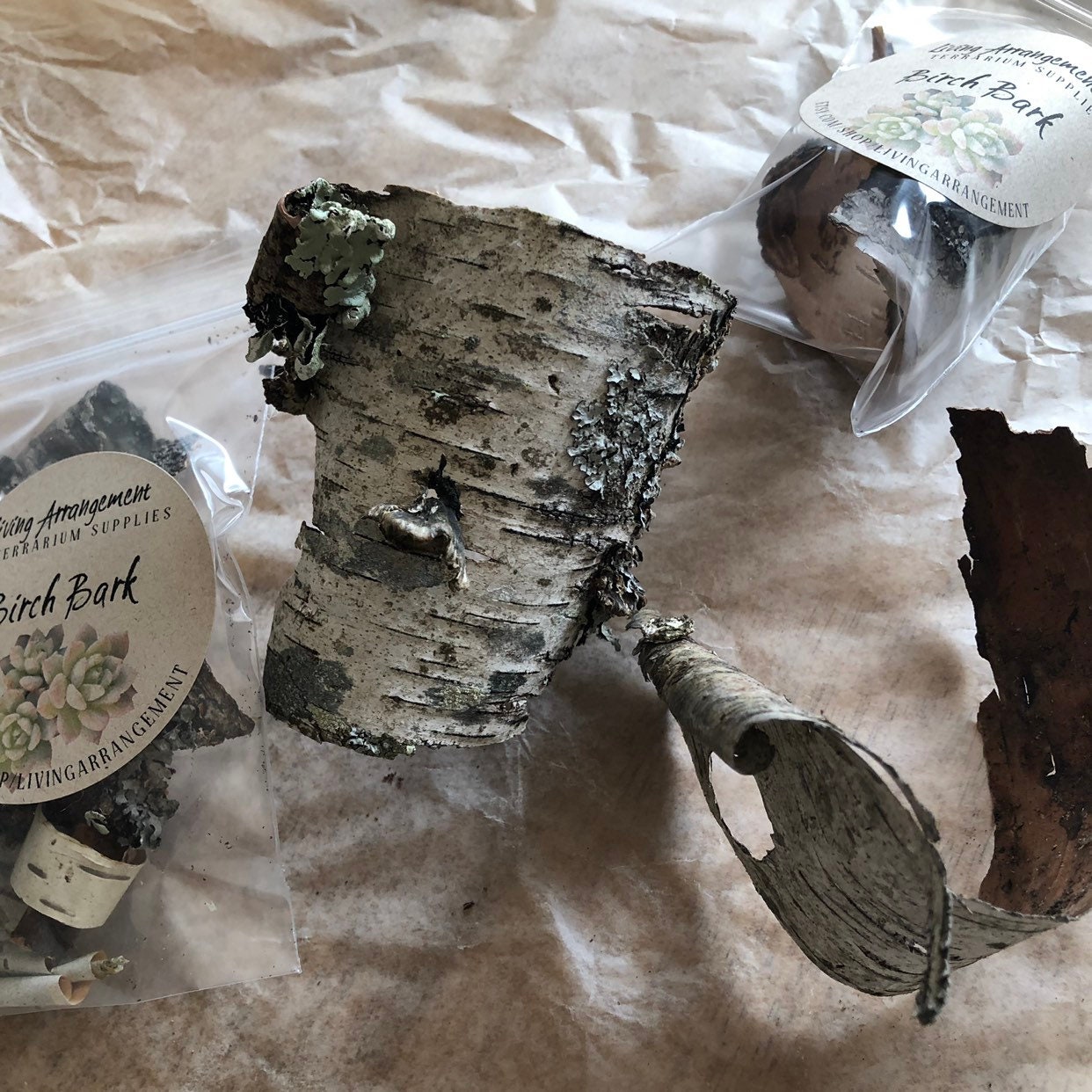 Birch Bark Pieces & Chunks from Maine for Terrarium Decor | Etsy