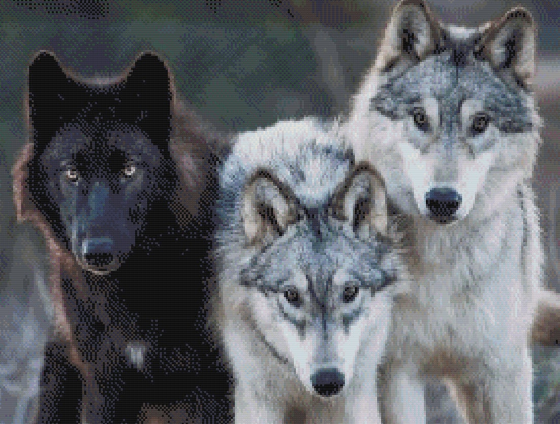 Black Alpha Wolf Pack