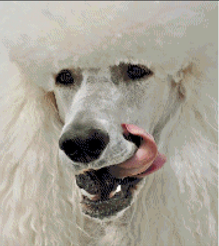 White Standard Poodle Face