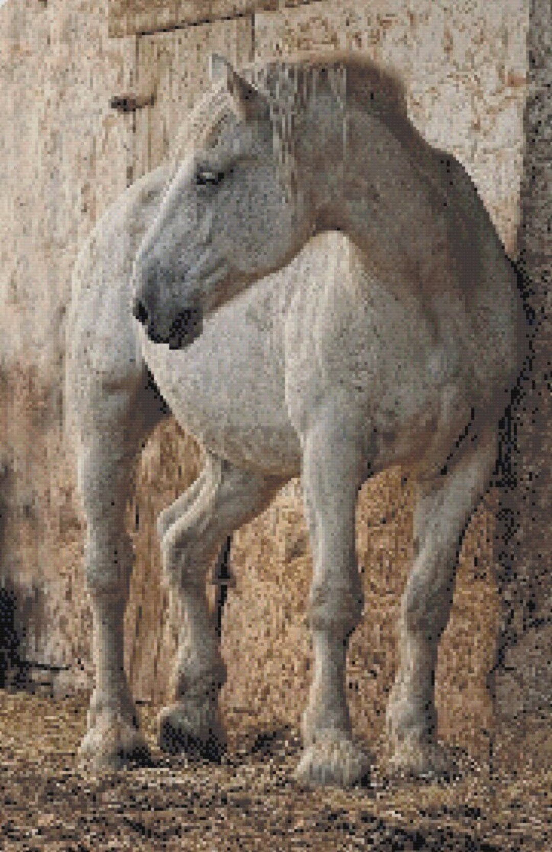 Percheron Thoroughbred Cross