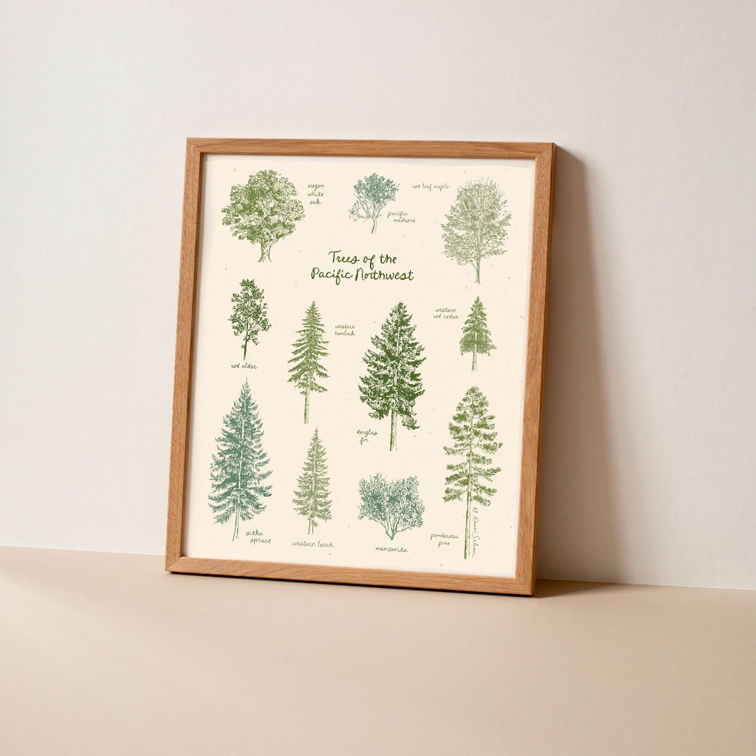 Tree of the Pacific Northwest Art Print - Pine Tree Print, Tree ...