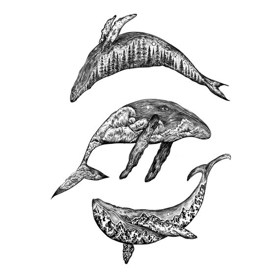 Walvis Tekening