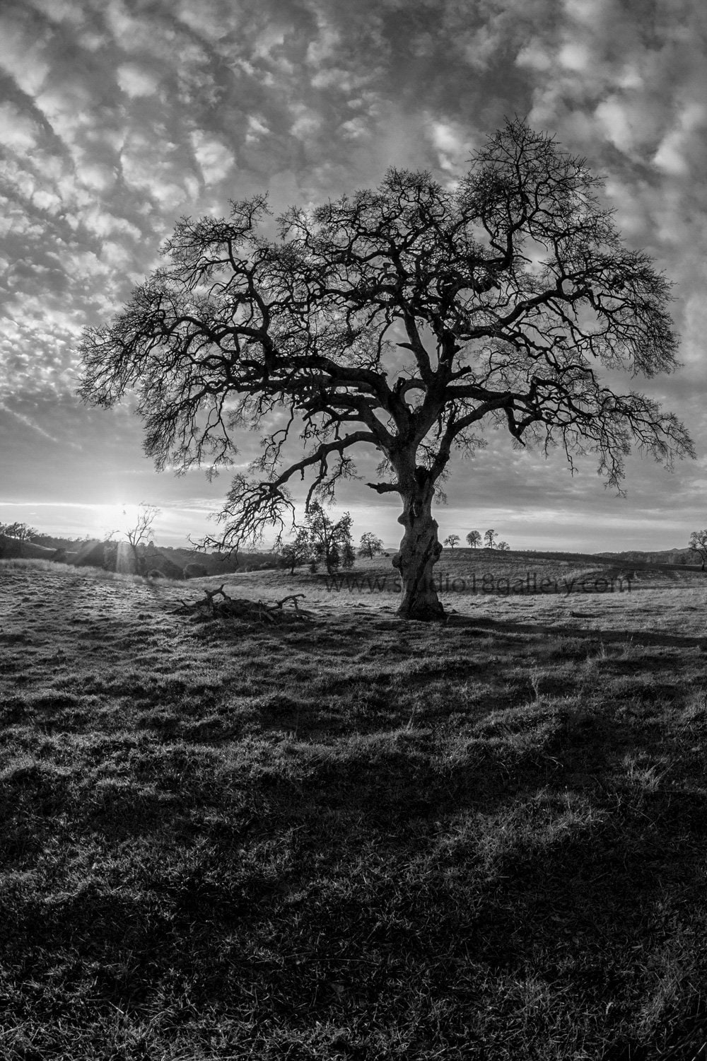 Vertical Photography Oak Tree at Sunset Sierra Foothills | Etsy