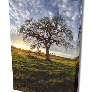 Vertical Photography Oak Tree at Sunset Sierra Foothills - Etsy