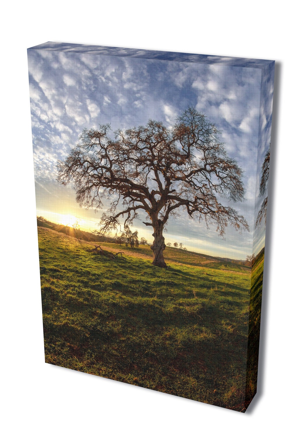 Vertical Photography Oak Tree at Sunset Sierra Foothills | Etsy