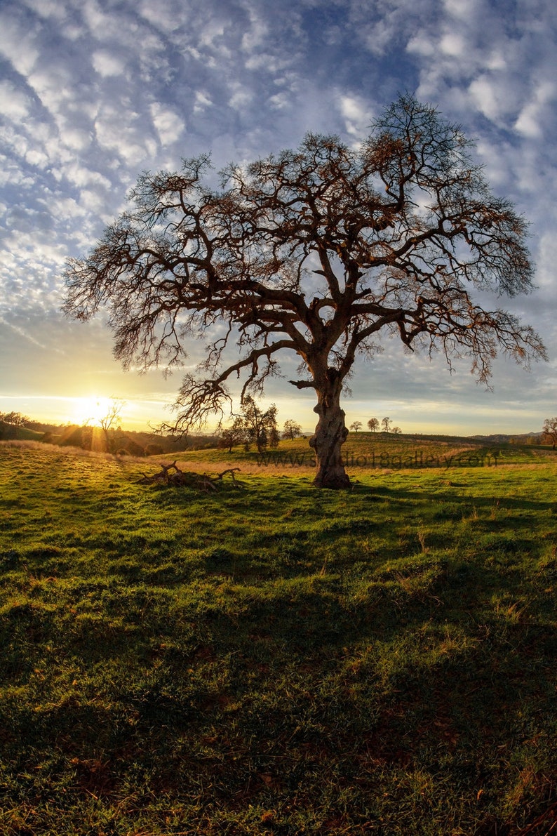 Vertical Photography Oak Tree at Sunset Sierra Foothills - Etsy