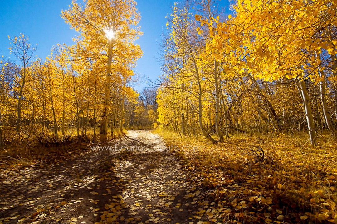 Photography Fall Aspens Along Monitor Pass California - Etsy